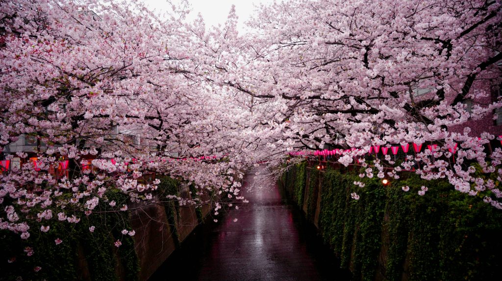 Hanami: From Heian Court Rituals to Modern Picnics - Be In Japan